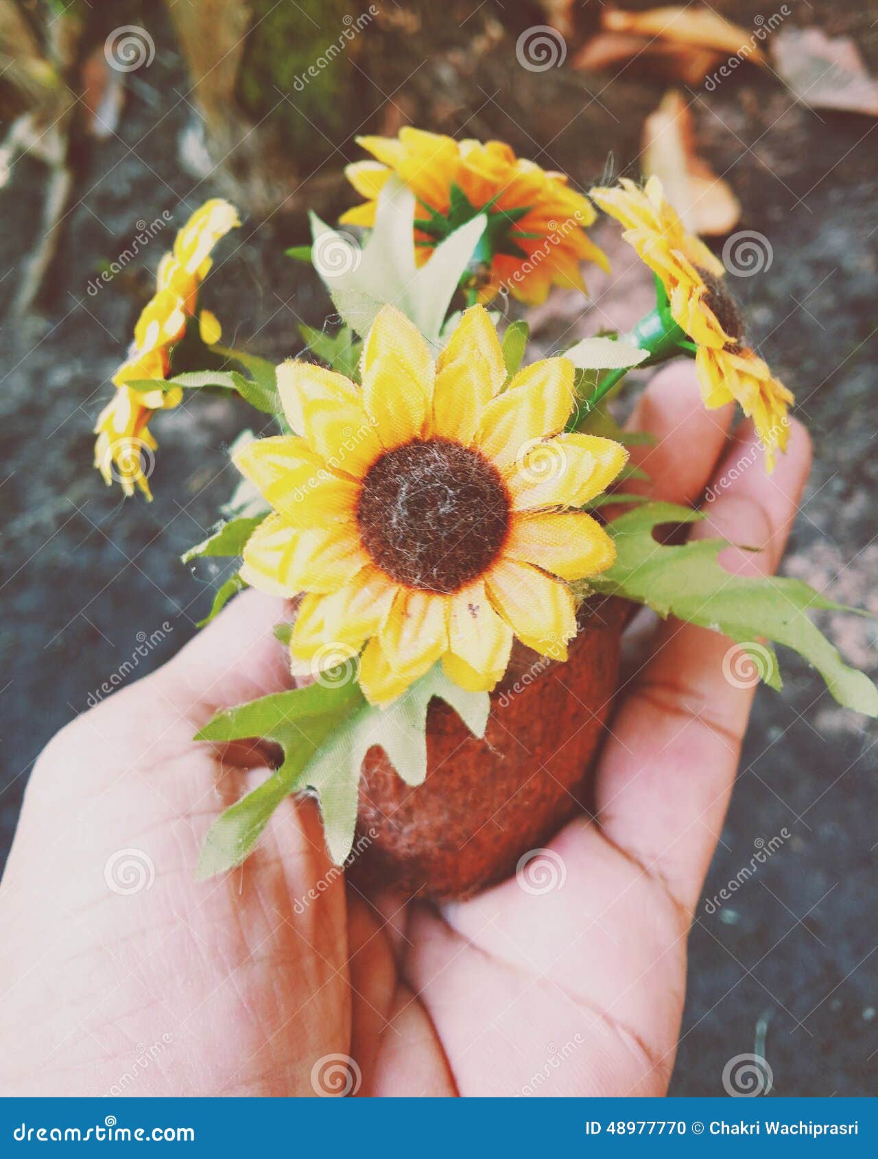 Flower in hand stock photo. Image of grow, hand, sunflower - 48977770
