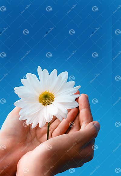 Flower in hands stock photo. Image of idea, beauty, health - 10274396