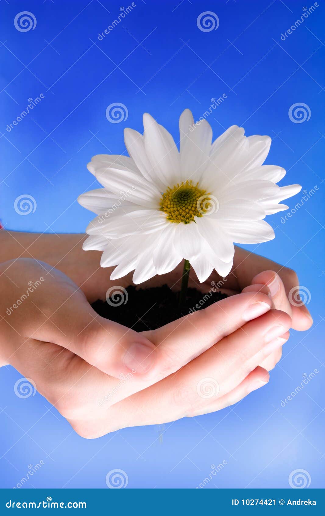 Flower in hands stock image. Image of beauty, earth, fertile - 10274421