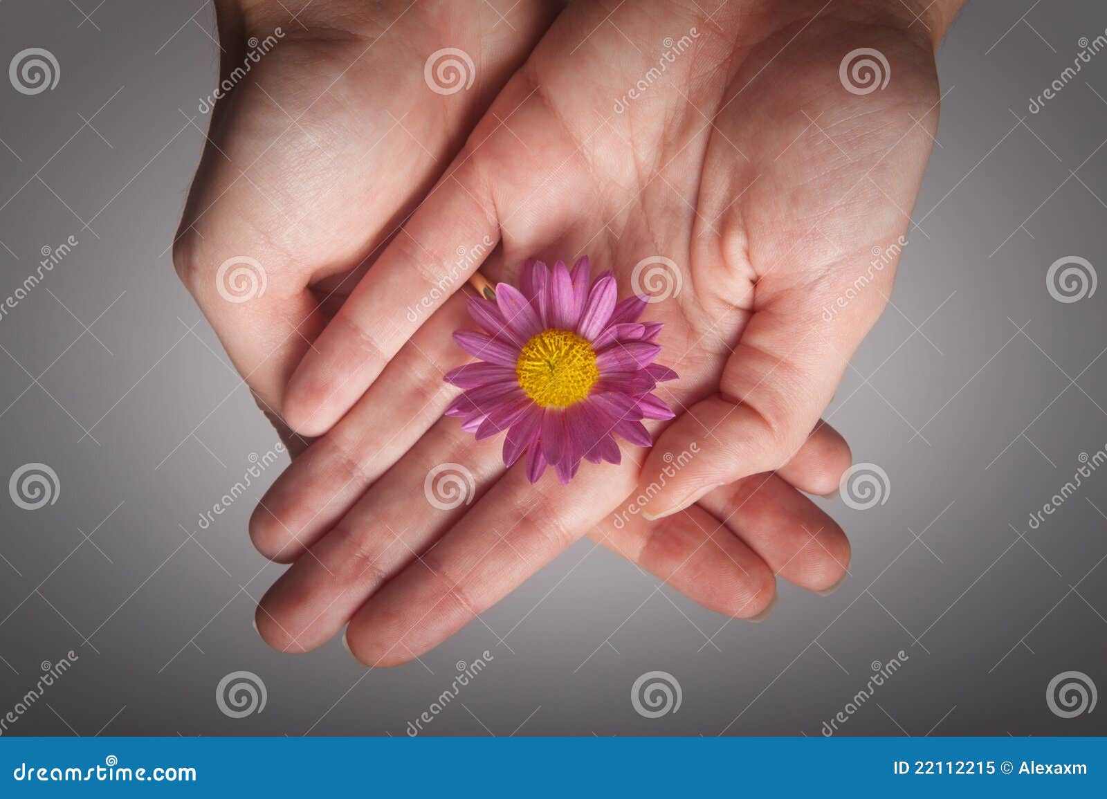 Flower in hands stock image. Image of petal, plant, environment - 22112215
