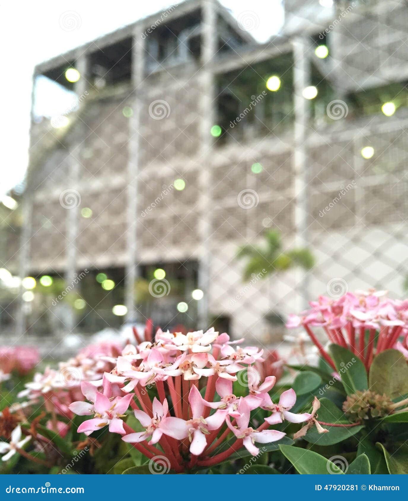 Flower with Hardness Background Stock Image - Image of strong ...