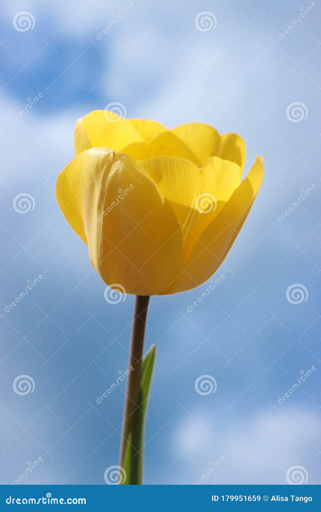 The Flower Has Opened a Yellow Tulip Stock Image - Image of objects ...