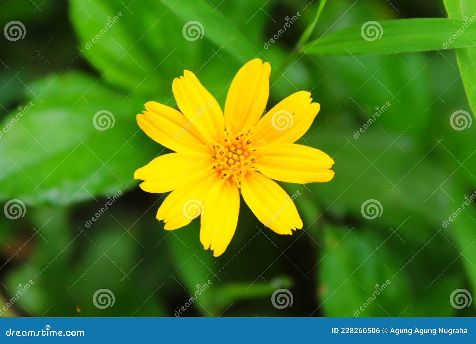 A Flower that Has a Very Bright Yellow Color Stock Photo - Image of ...