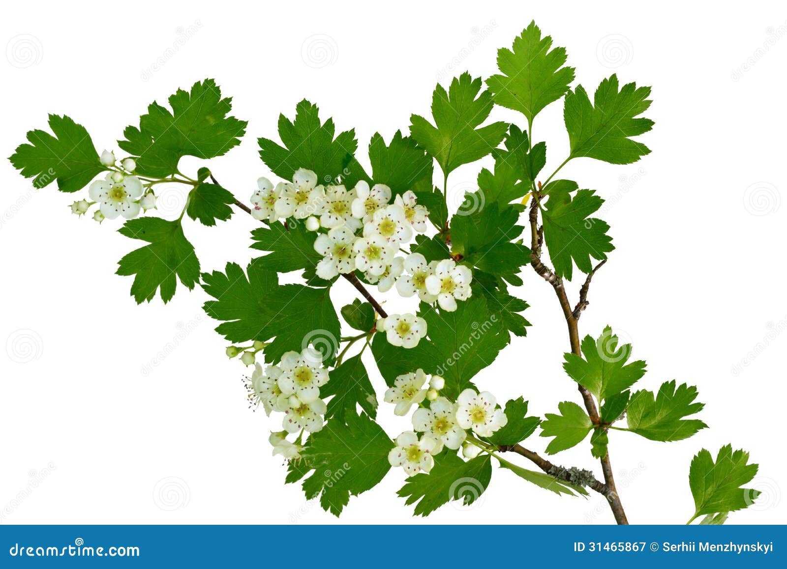 Flower of a hawthorne tree stock image. Image of healthy - 31465867