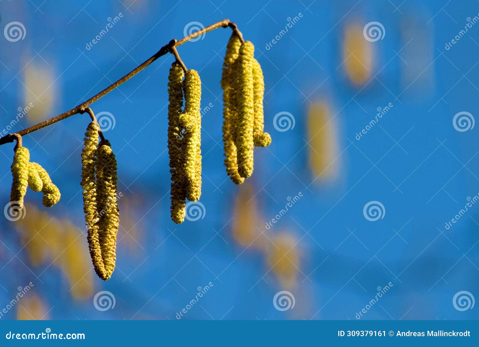 Flower of Hazel Shrub (Corylus Avellana) Stock Image - Image of plant ...