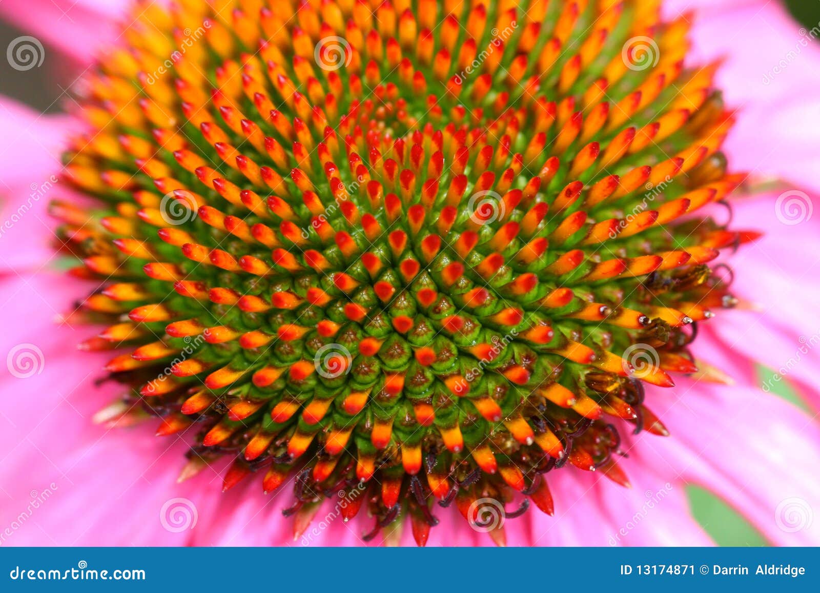 Flower head stock image. Image of floral, brilliant, middle - 13174871