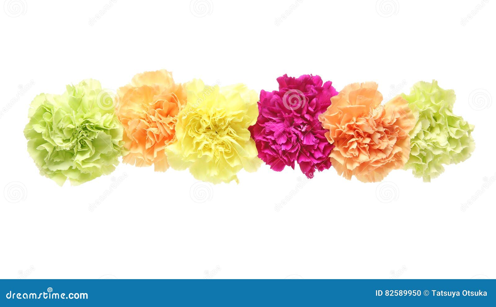 Flower head of carnation stock photo. Image of head, white - 82589950