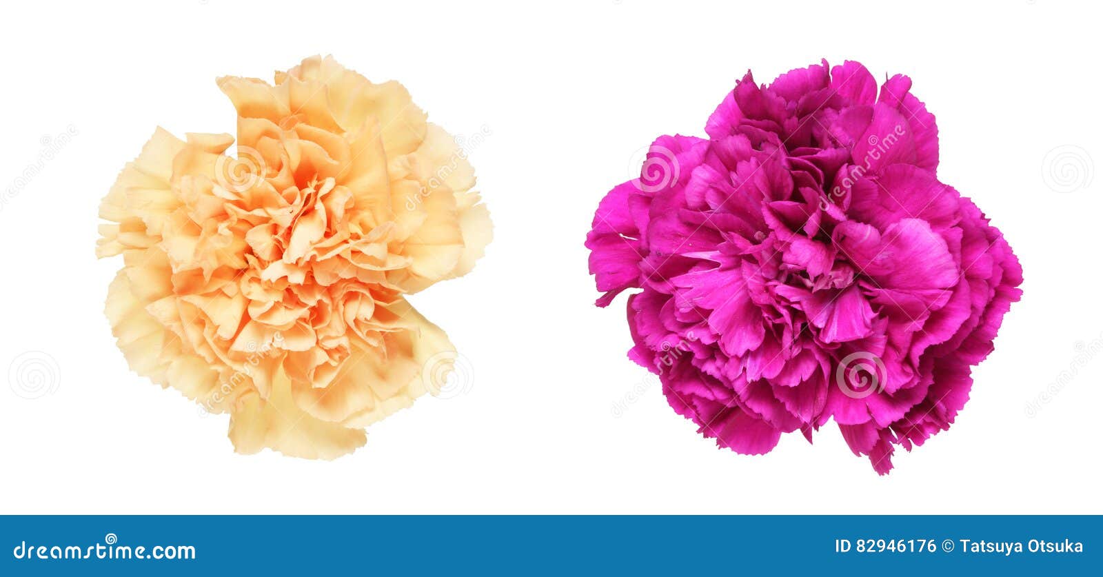 Flower head of carnation stock photo. Image of shot, background - 82946176