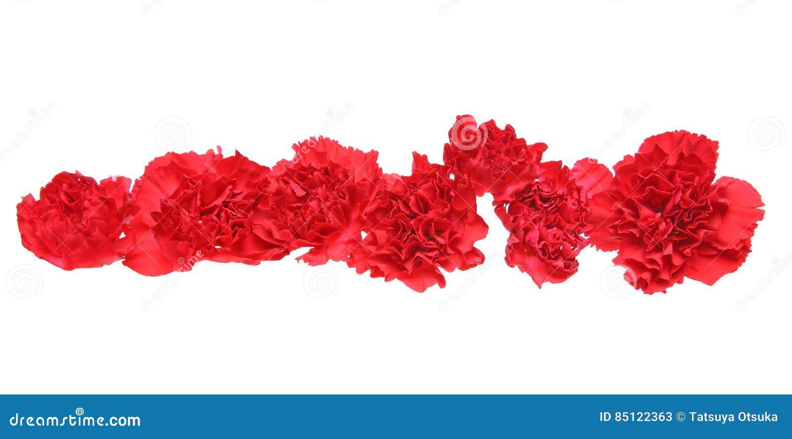 Flower head of carnation stock image. Image of isolated - 85122363
