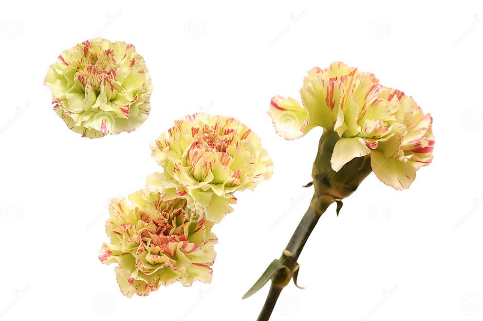 Flower Head of Carnation in a White Background Stock Photo - Image of ...