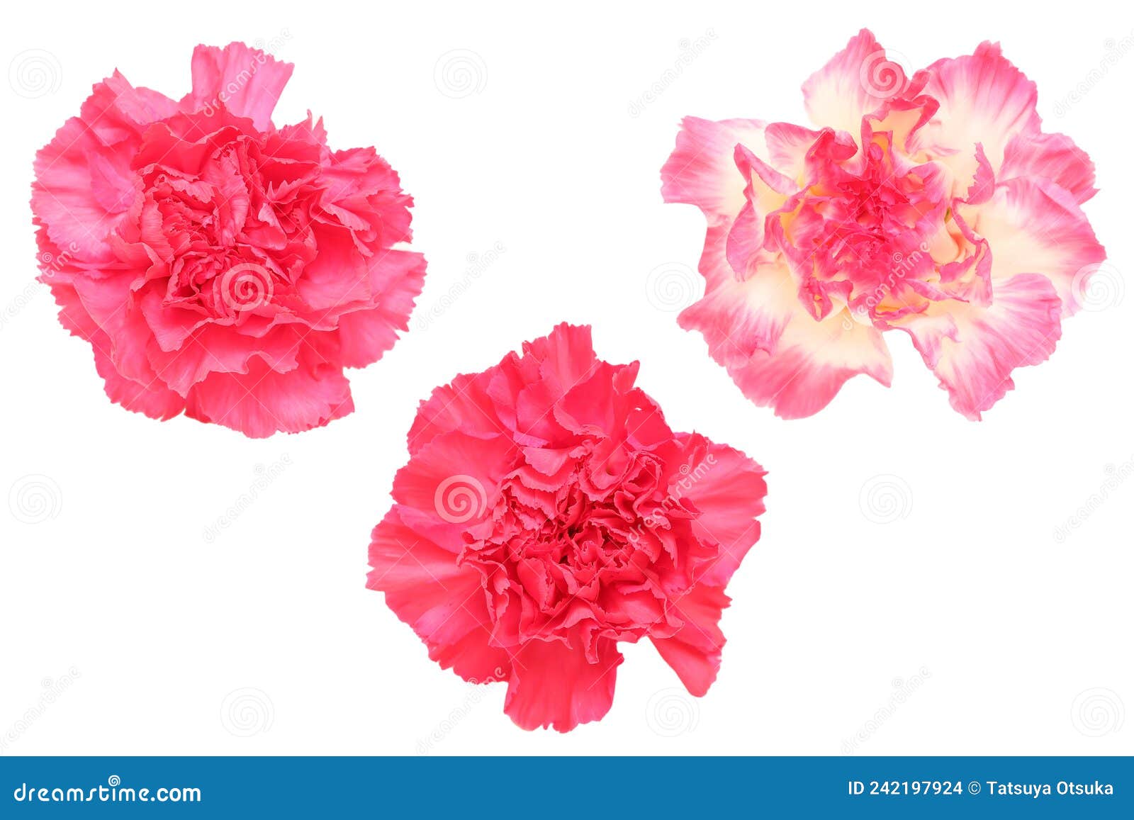 Flower Head of Carnation in a White Background Stock Photo - Image of ...