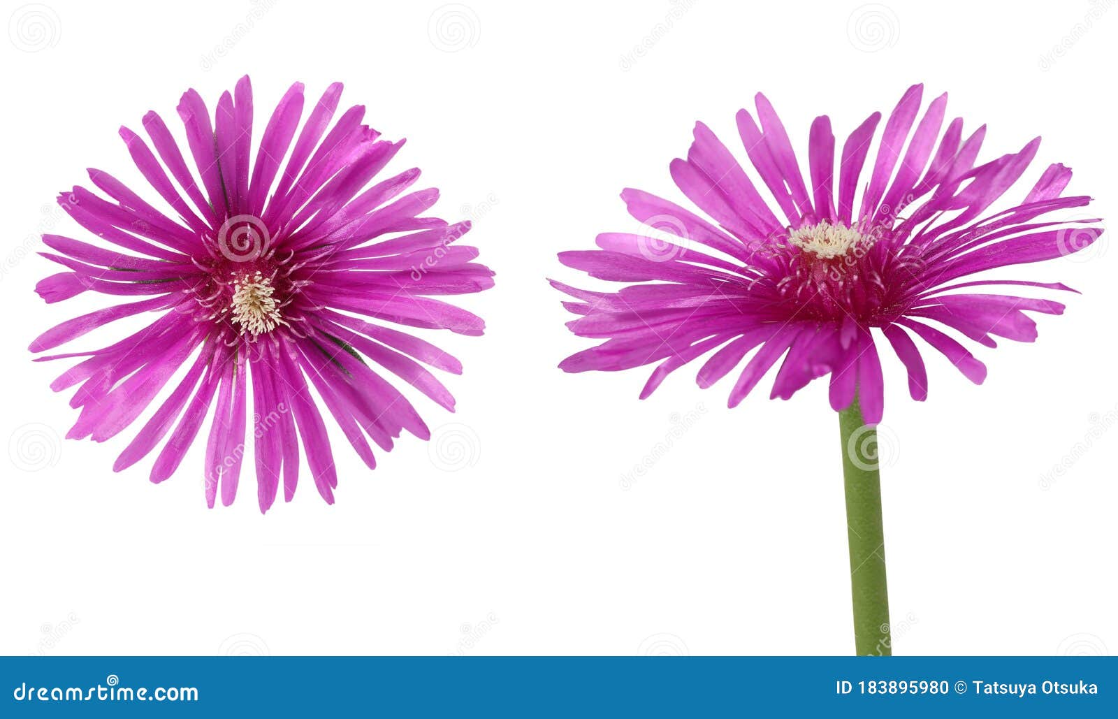 Flower Head of Fig Marigold in a White Background Stock Photo - Image ...