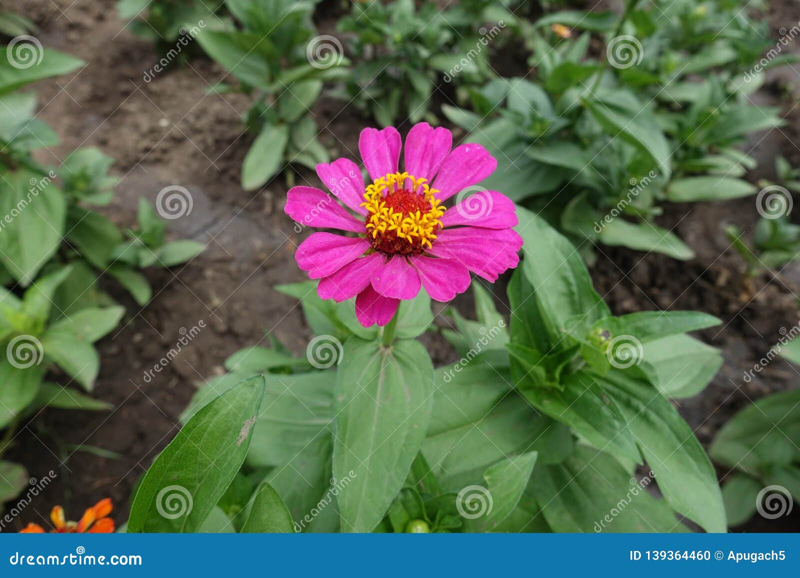 Flower Head of Magenta-colored Zinnia Elegans Stock Photo - Image of ...