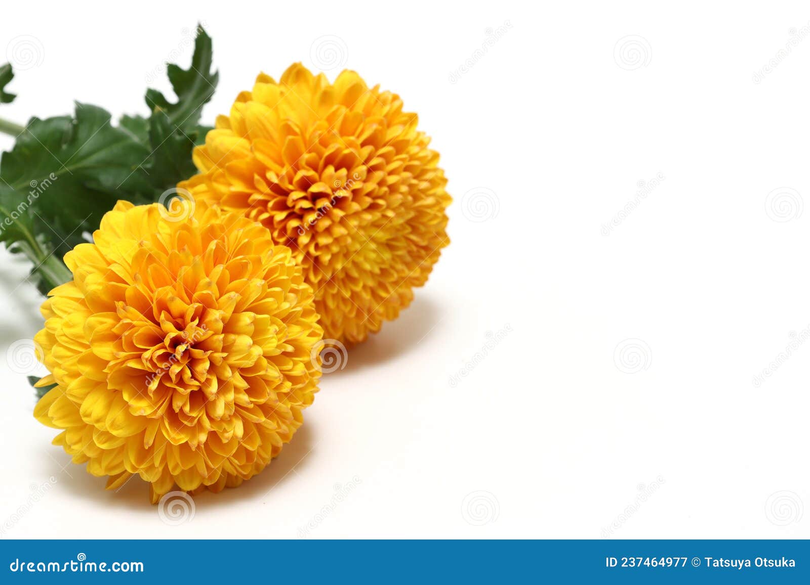 Flower Head of Orange Pom Pom Mum in a White Background Stock Image ...