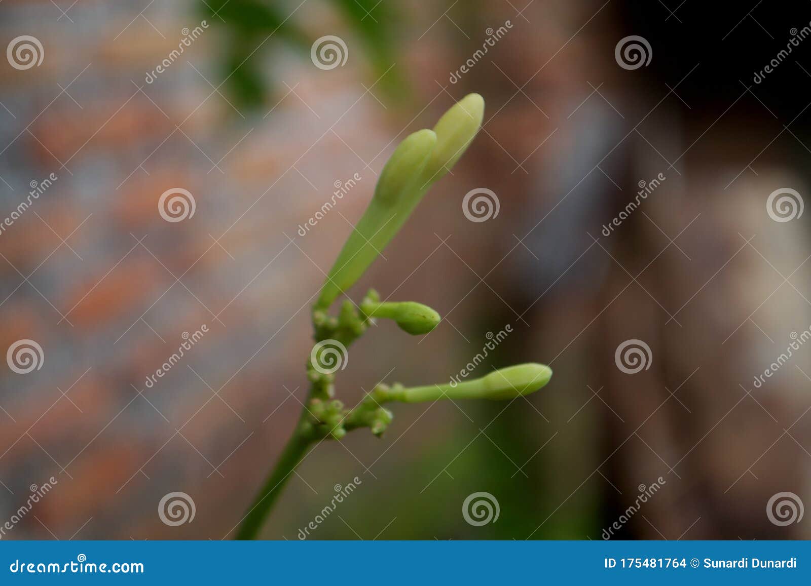 Flower head of papaya stock photo. Image of papaya, head - 175481764