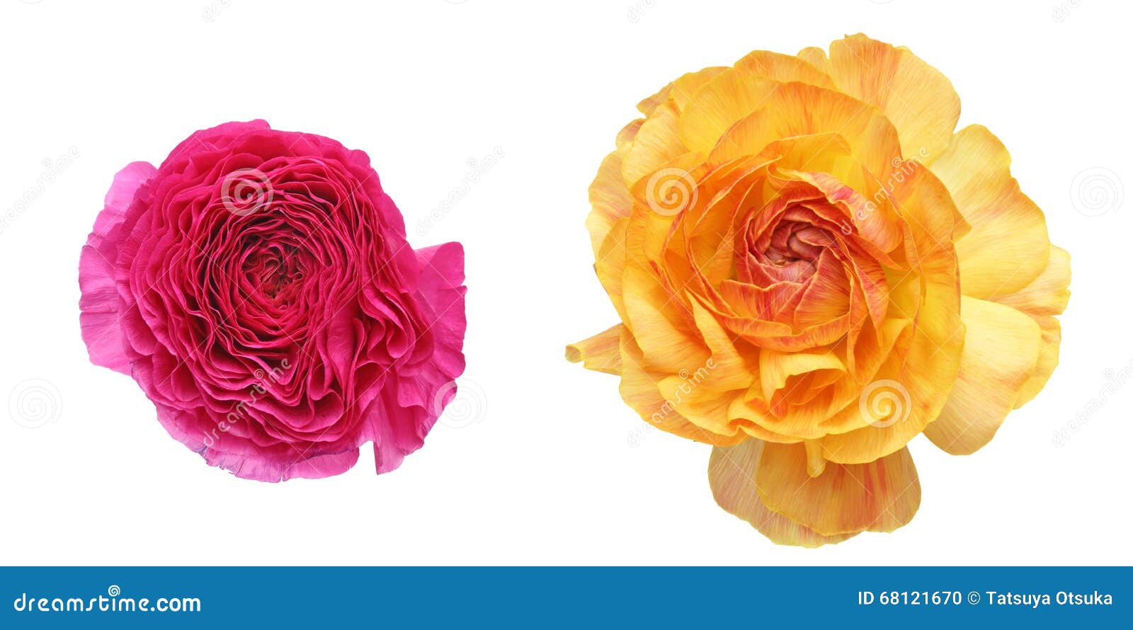 Flower Head of Persian Buttercup Stock Photo - Image of nature, vivid ...
