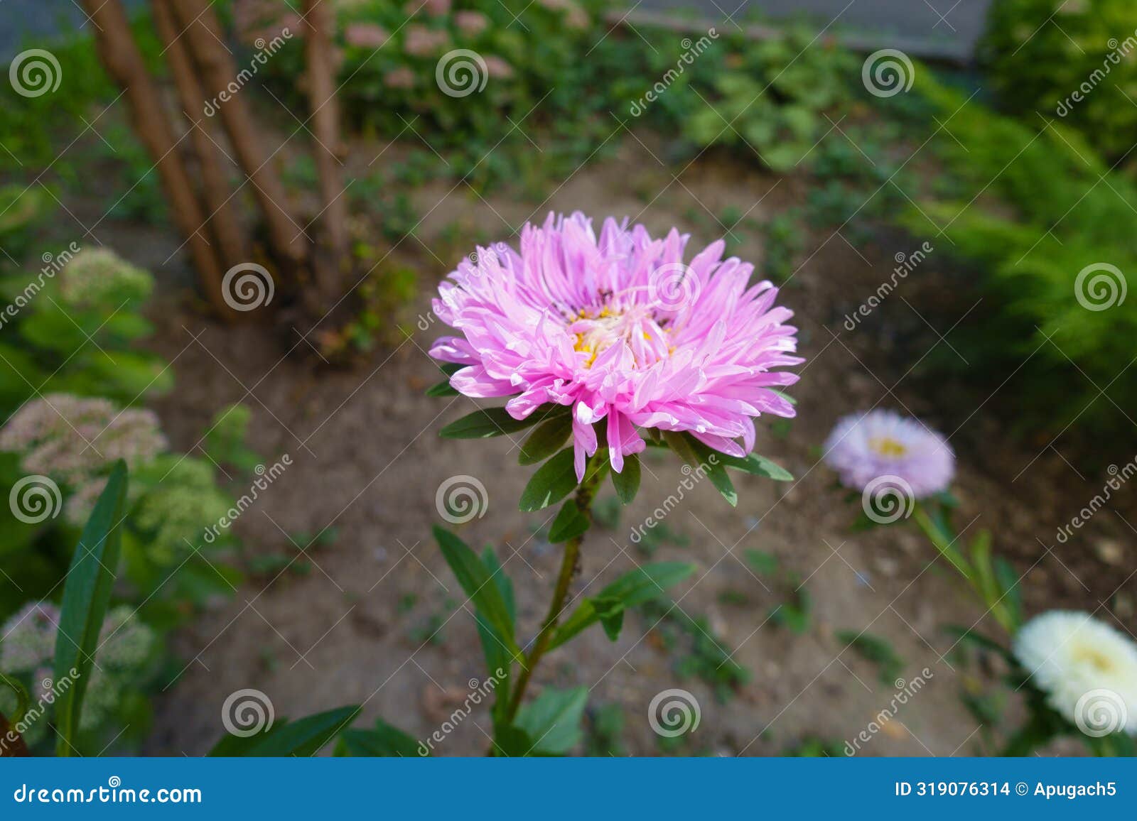 Flower Head of Pink China Aster Stock Photo - Image of pink, nature ...