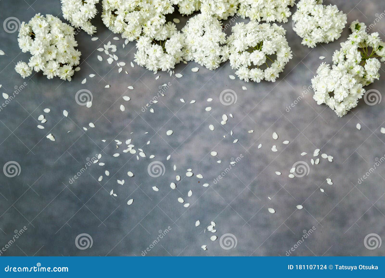 Flower Head of Reeves Spirea in a Concrete Wall Pattern Background ...