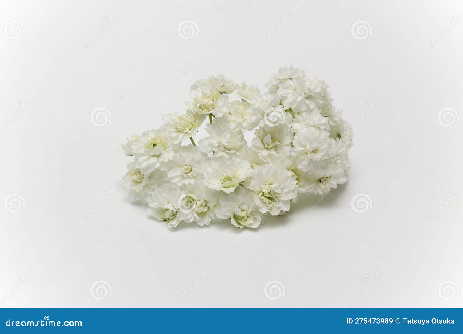 Flower Head of Reeves Spirea Isolated on a White Background Stock Image ...