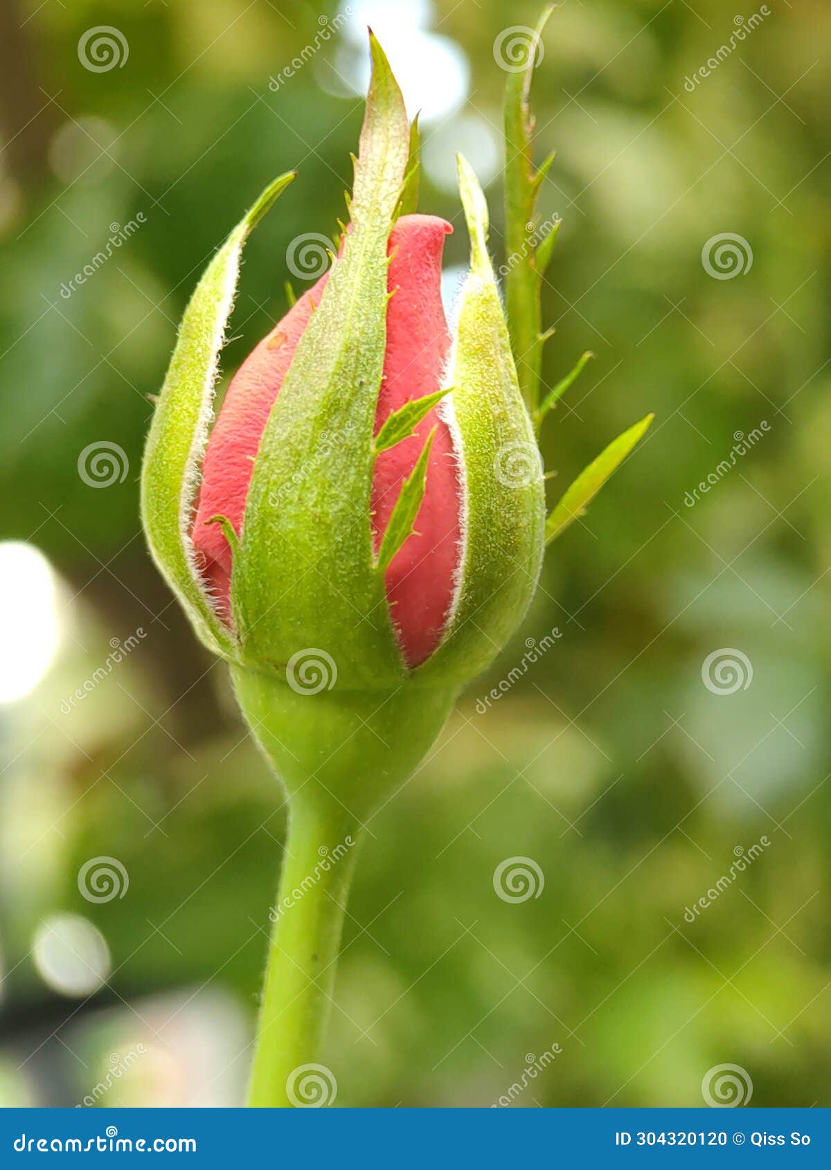 Flower Head of Rose stock photo. Image of garden, rose - 304320120