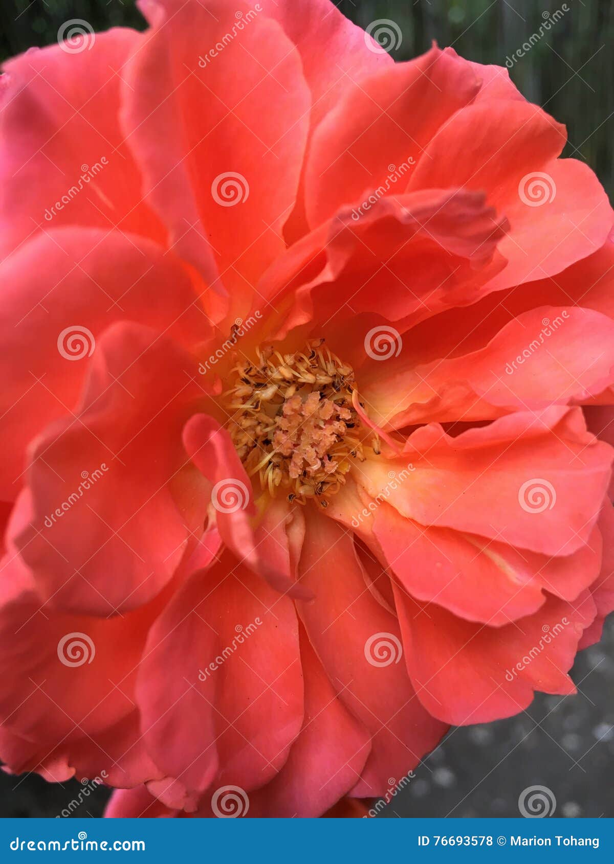 Flower head of a rose stock photo. Image of background - 76693578