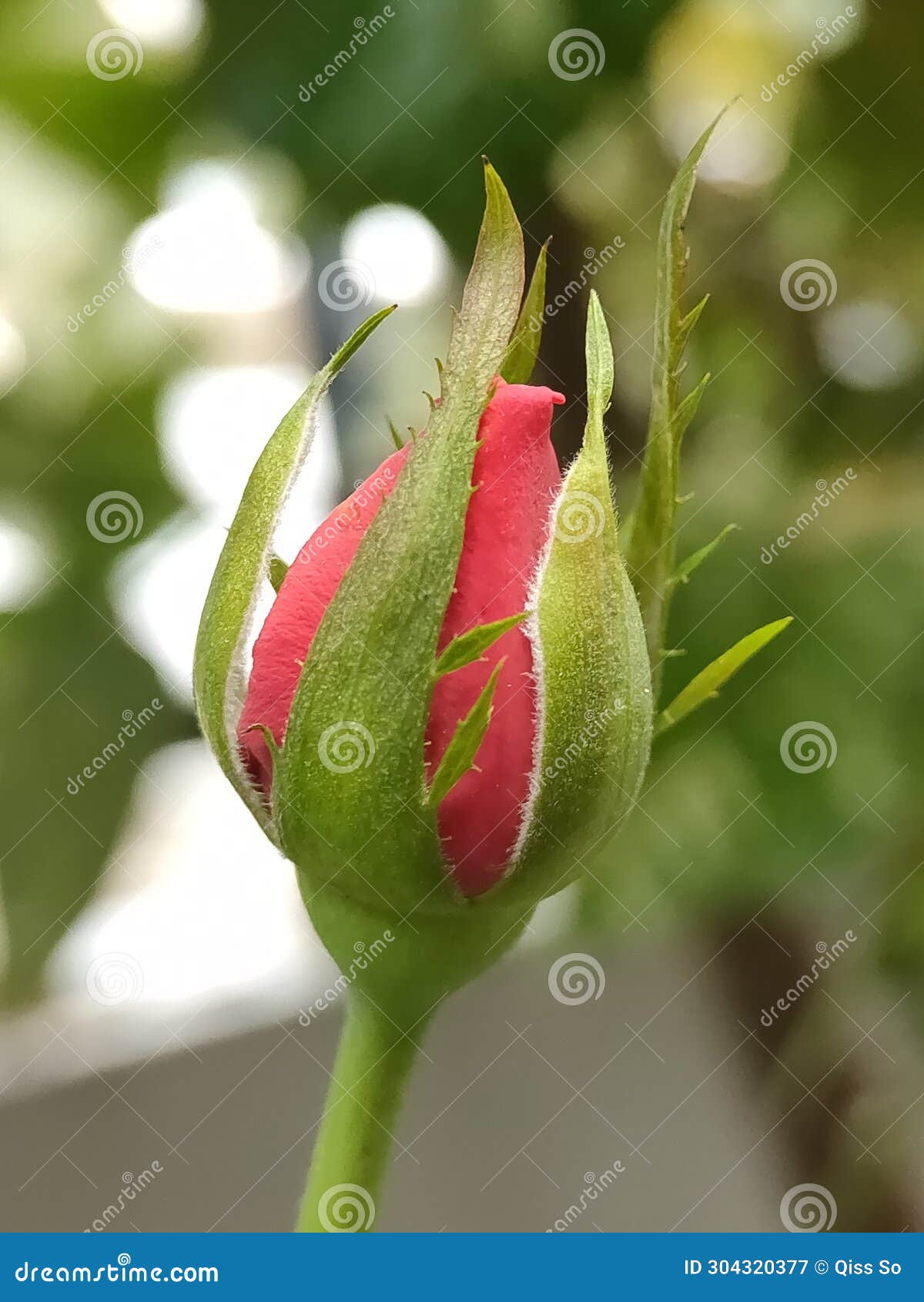 Flower Head of Rose stock image. Image of garden, head - 304320377