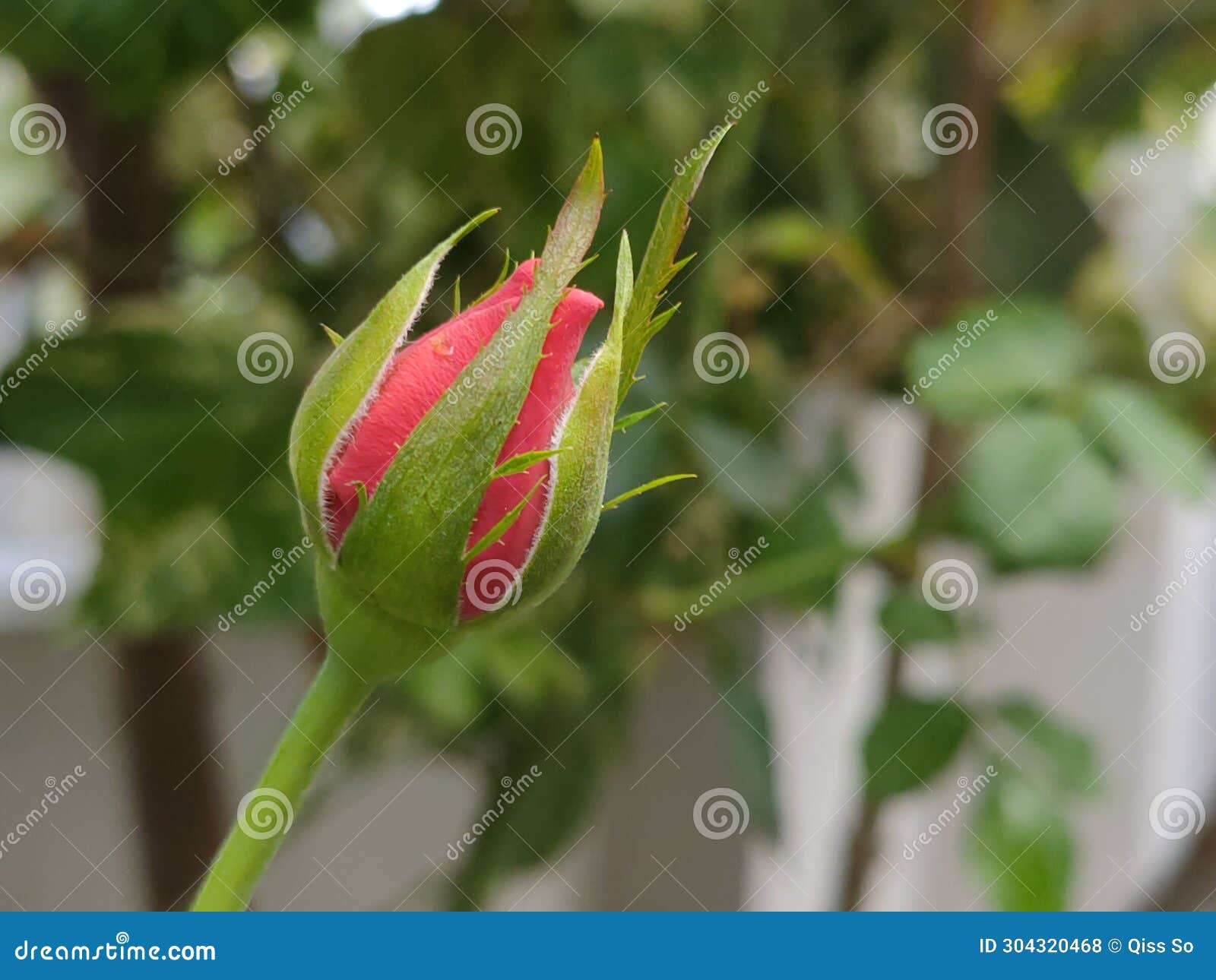 Flower Head of Rose stock photo. Image of rose, flowers - 304320468