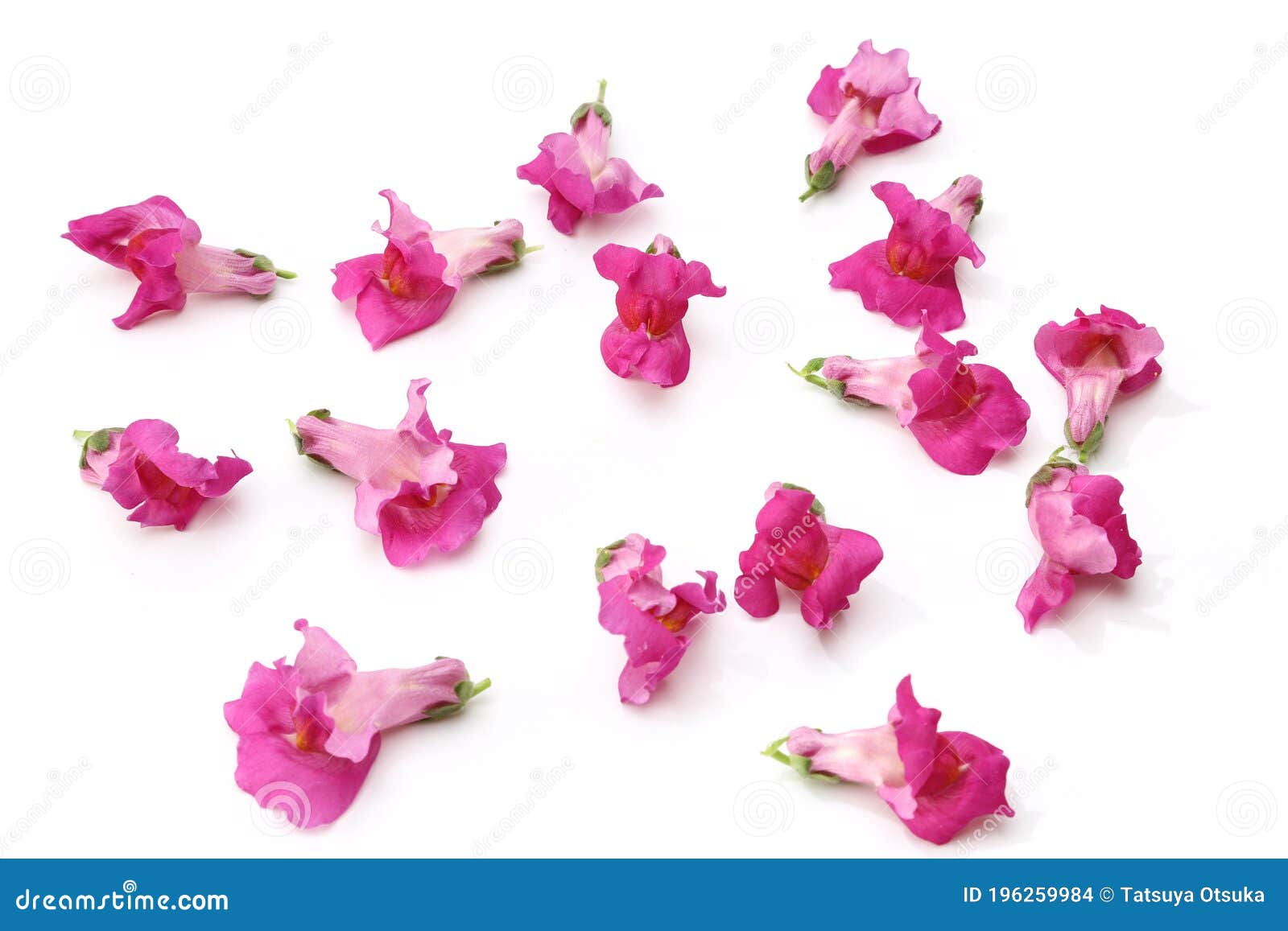 Flower Head of Snapdragon in a White Background Stock Photo - Image of ...