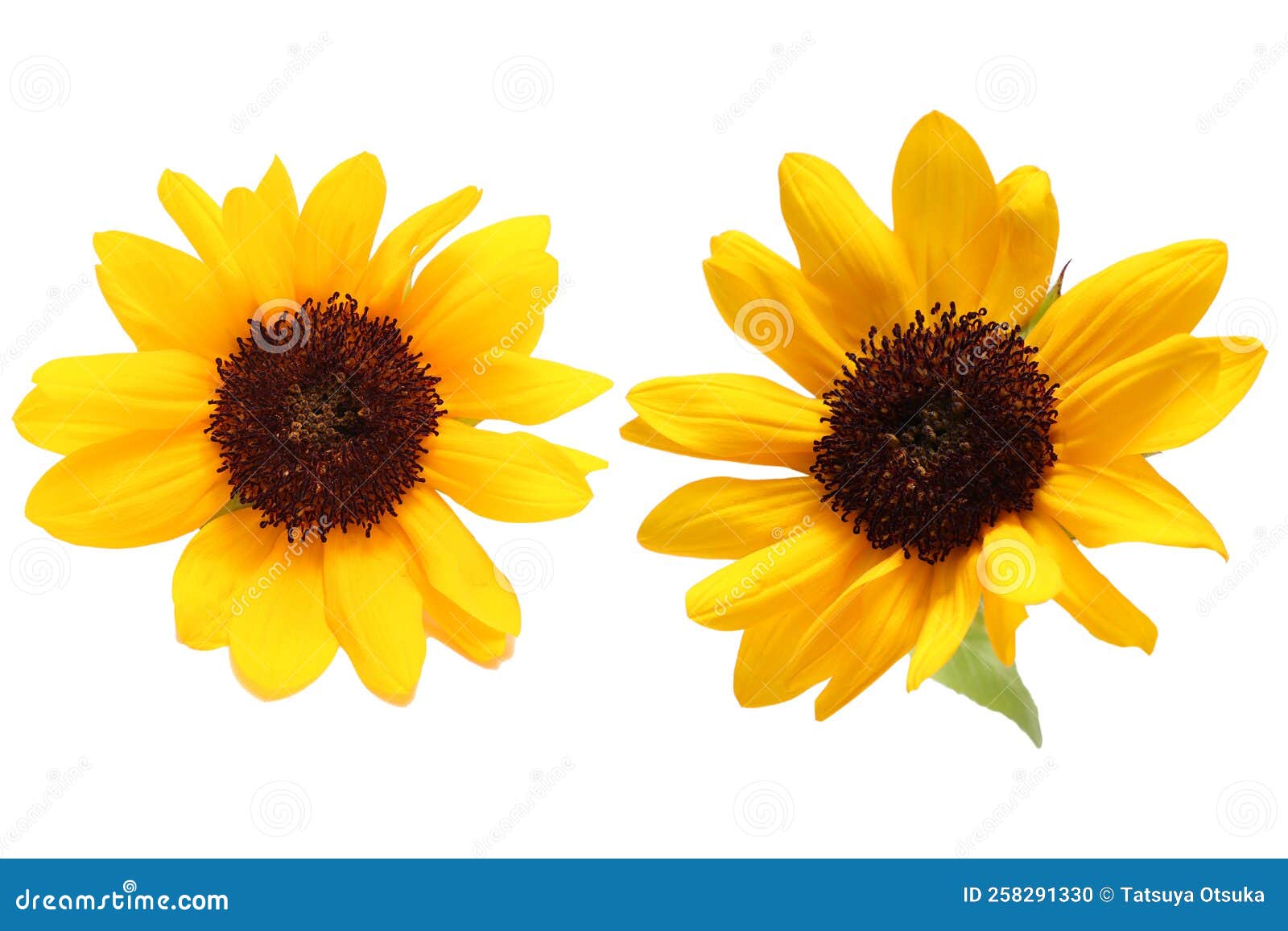 Flower Head of Sunflower Isolated on a White Background. Stock Photo ...