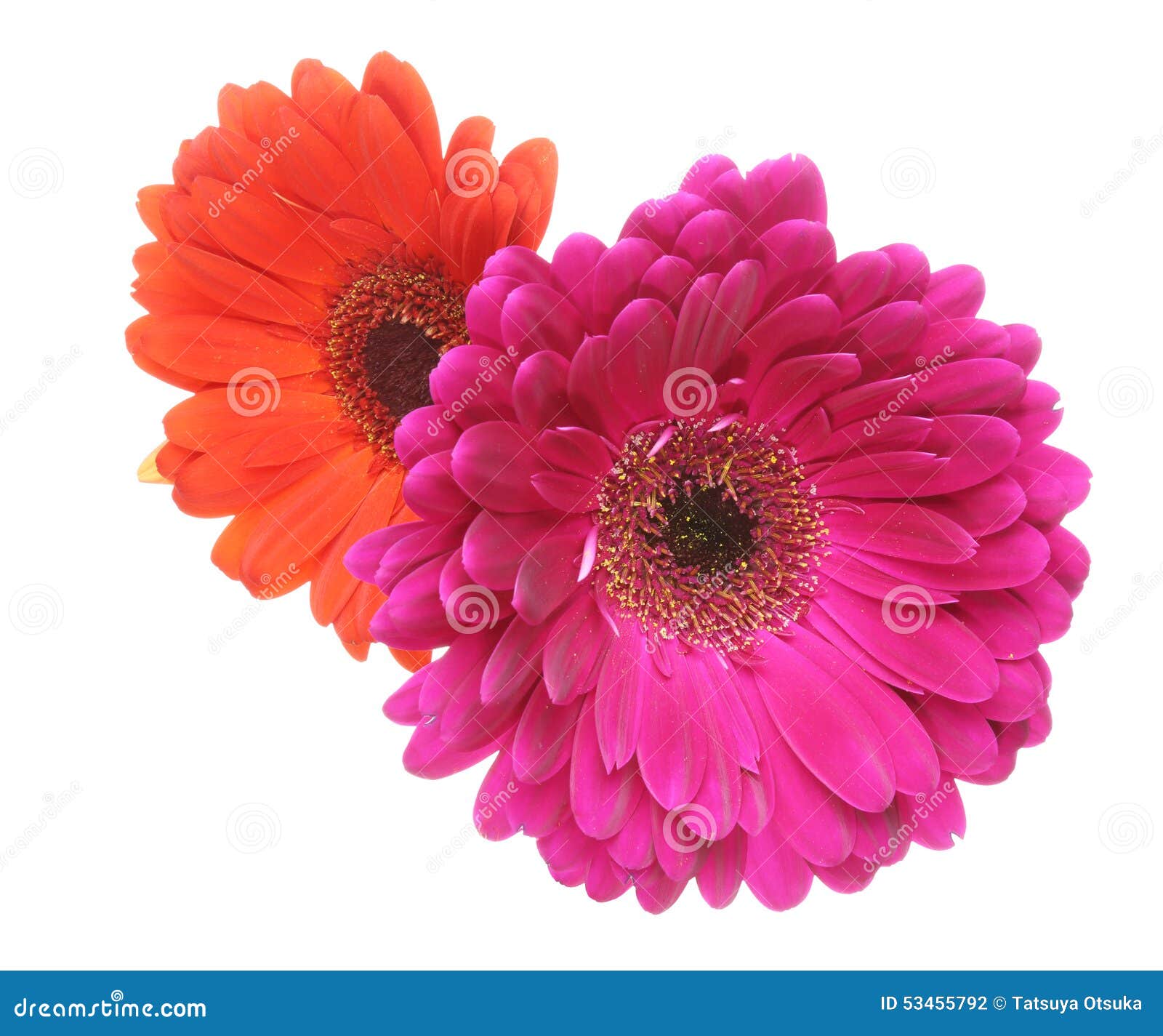 Flower Head of the Transvaal Daisy Stock Photo - Image of shot ...