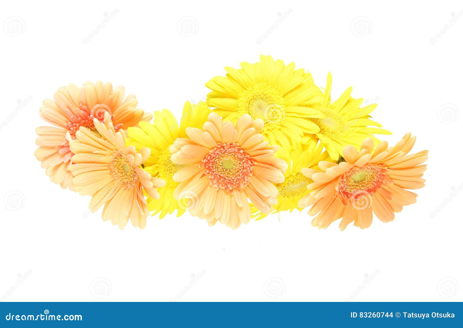 Flower Head of the Transvaal Daisy Stock Photo - Image of lovely, vivid ...