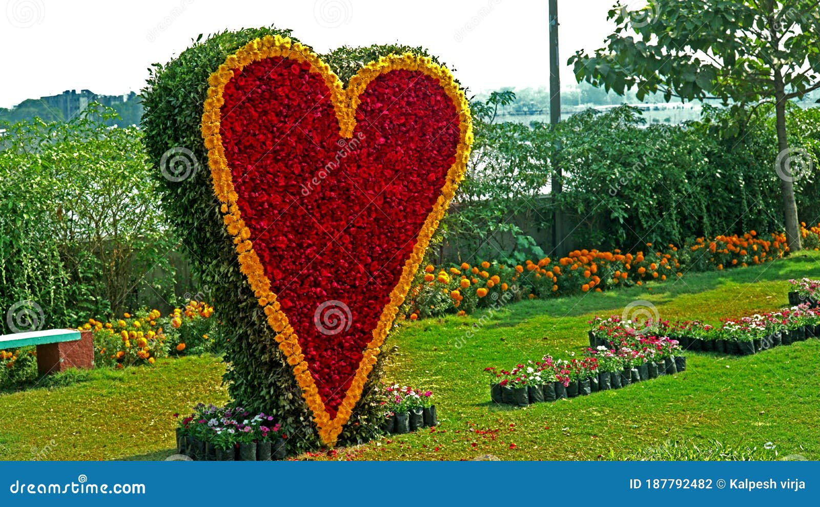 Flower Heart shape editorial photography. Image of beautiful - 187792482