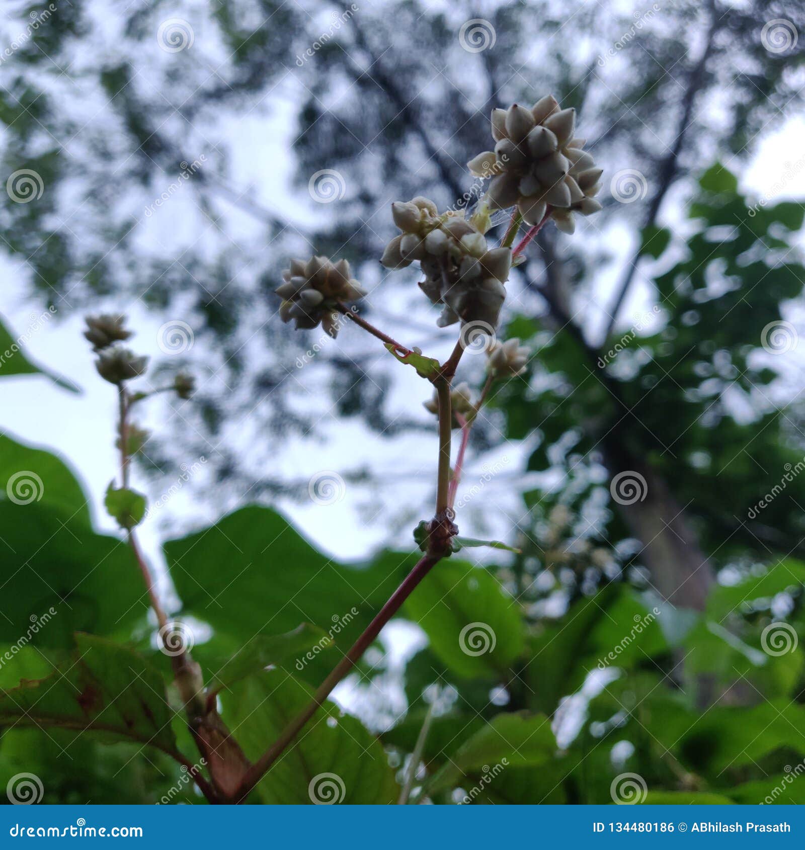 Monsoon plant stock photo. Image of heavy, flower, plant - 134480186