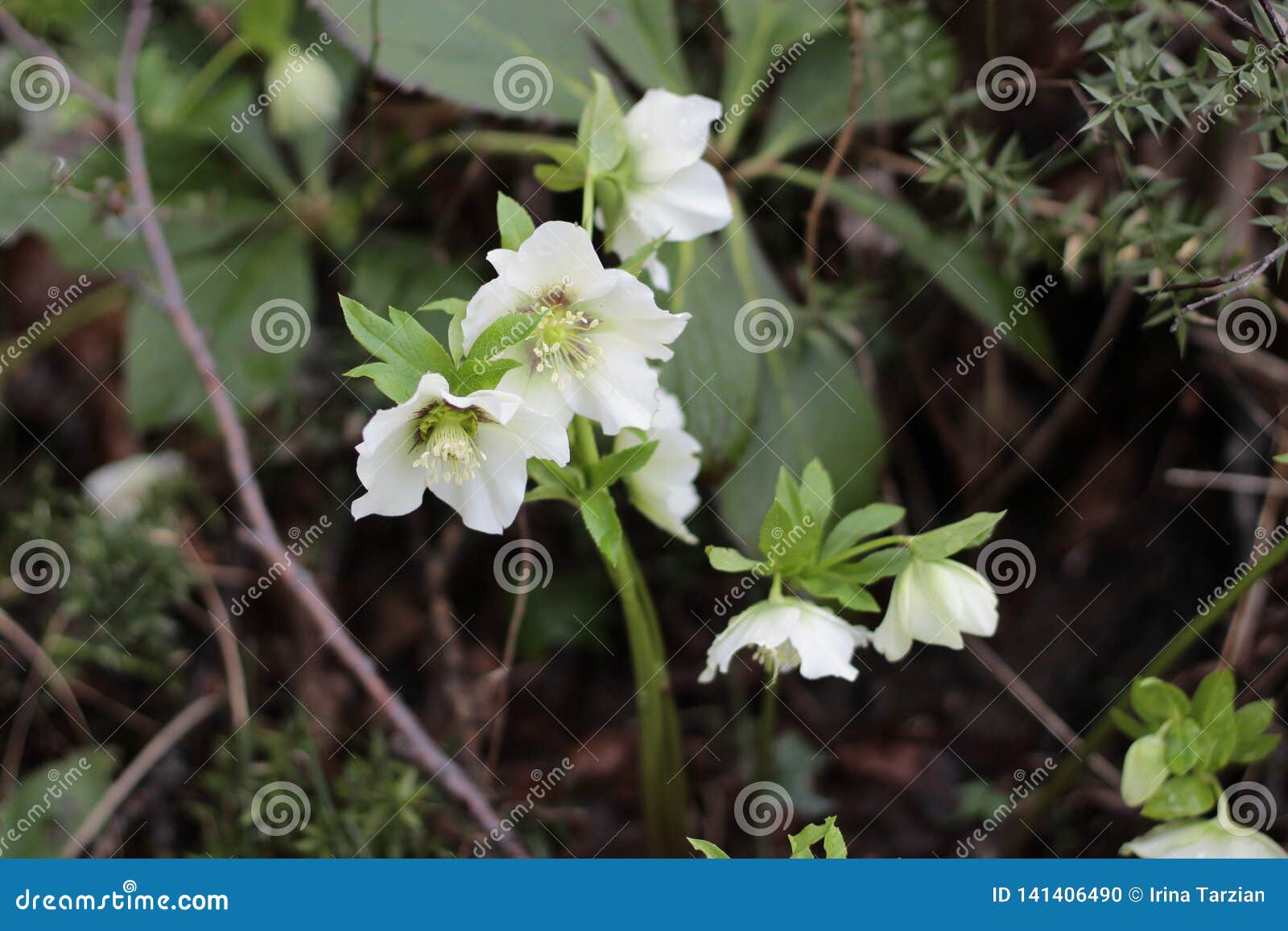 Flower Hellebore in the Forest in Spring Stock Photo - Image of wild ...