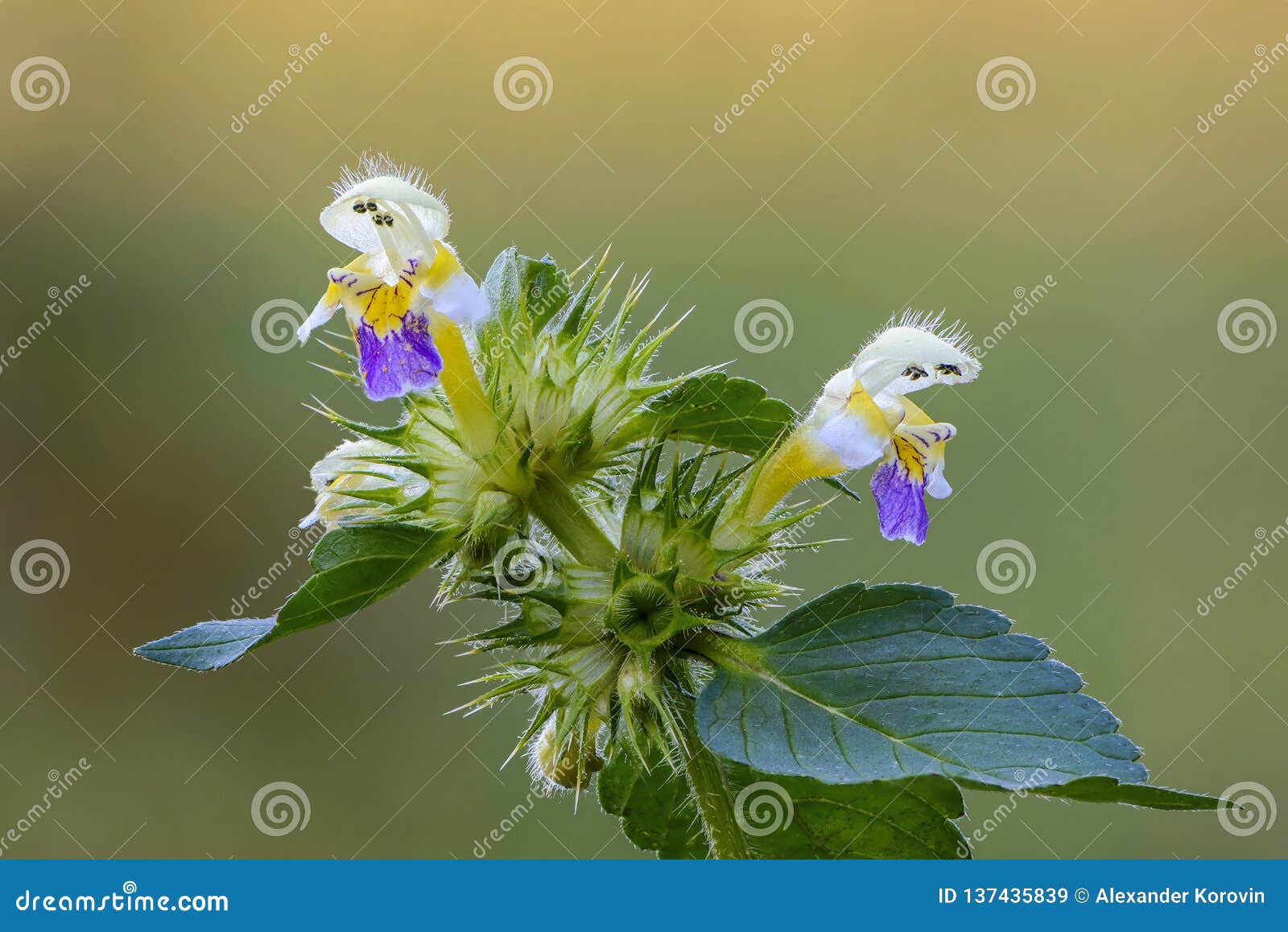 A flower of hemp nettle stock image. Image of lamiaceae - 137435839