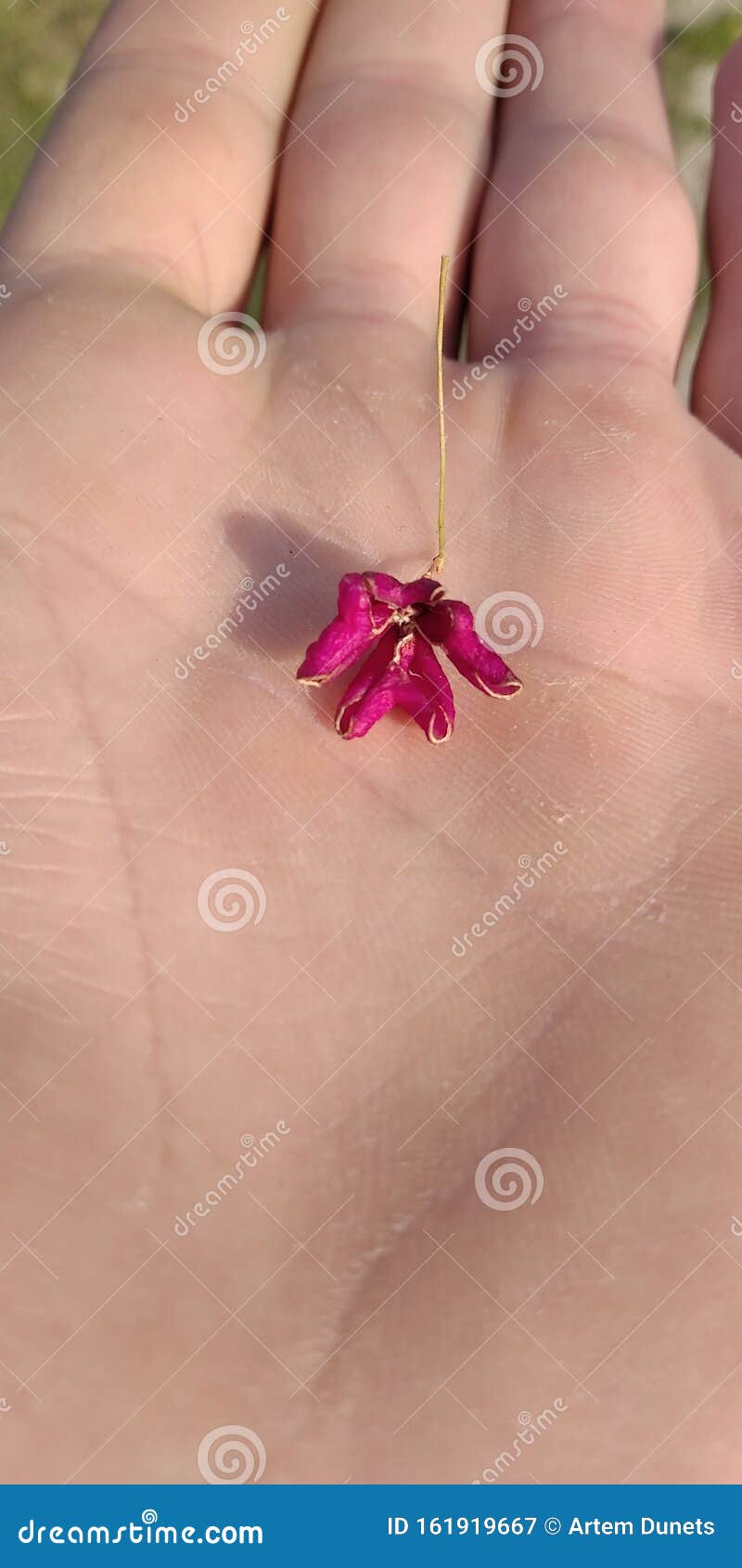 Flower in the hend stock image. Image of great, hend - 161919667