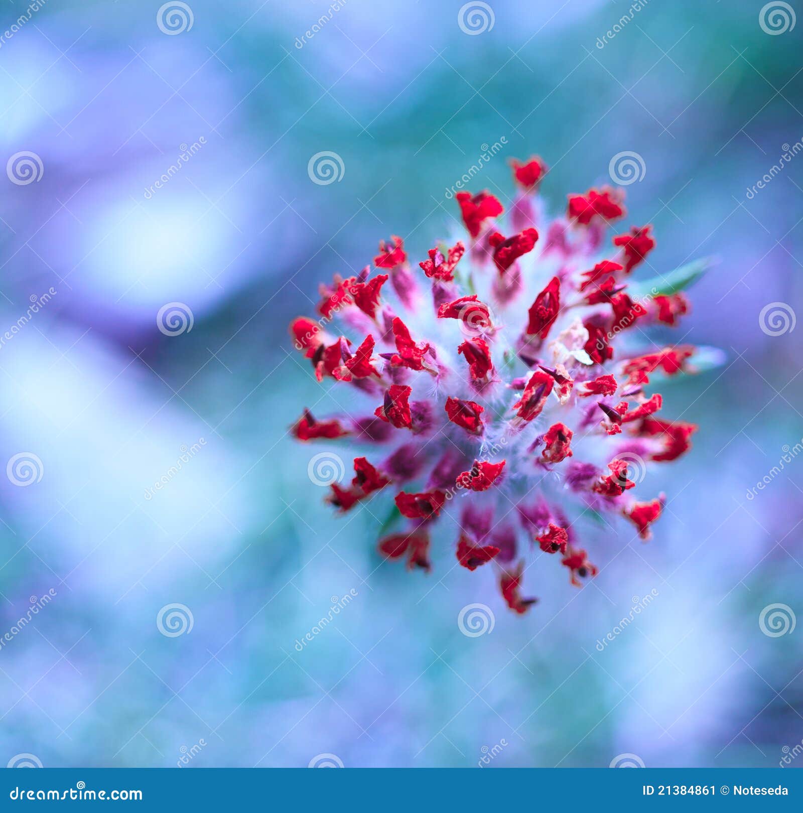 Flower high angle stock image. Image of angle, petal - 21384861
