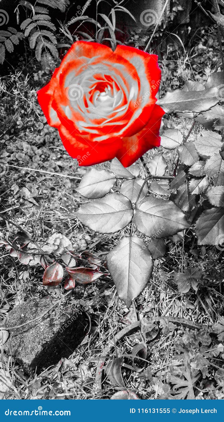 Flower highlight of color stock image. Image of color - 116131555