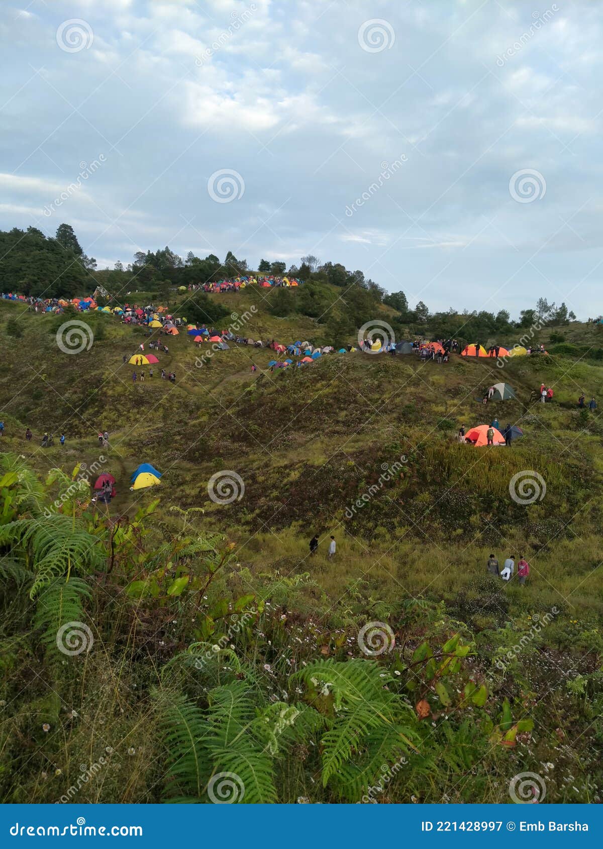 Flower hill climbing stock image. Image of field, hill - 221428997