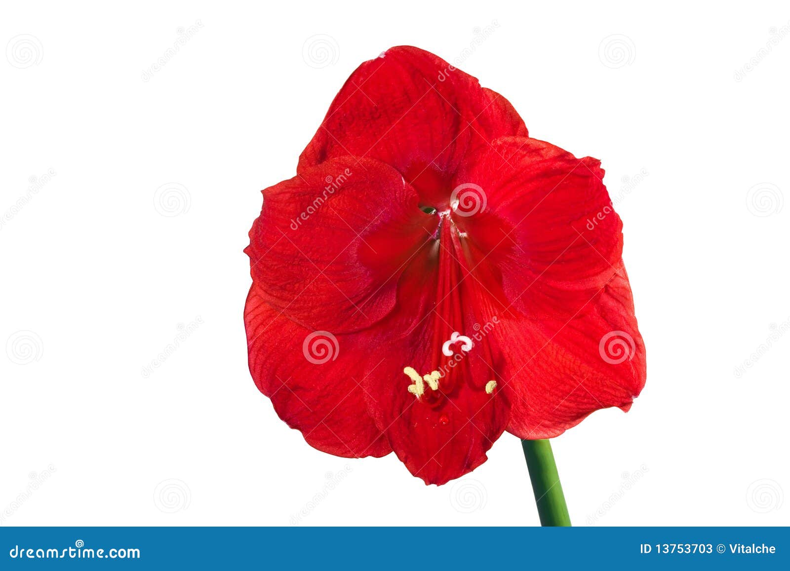Flower Hippeastrum stock image. Image of amaryllis, petal - 13753703