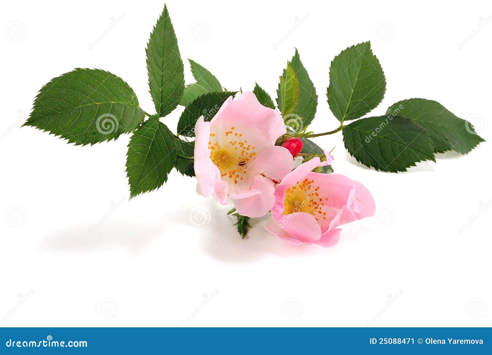 Flower hips stock image. Image of flower, shot, nature - 25088471