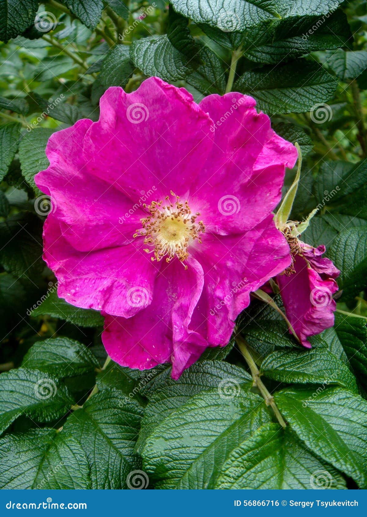 Flower hips. stock photo. Image of grass, dogrose, branch - 56866716