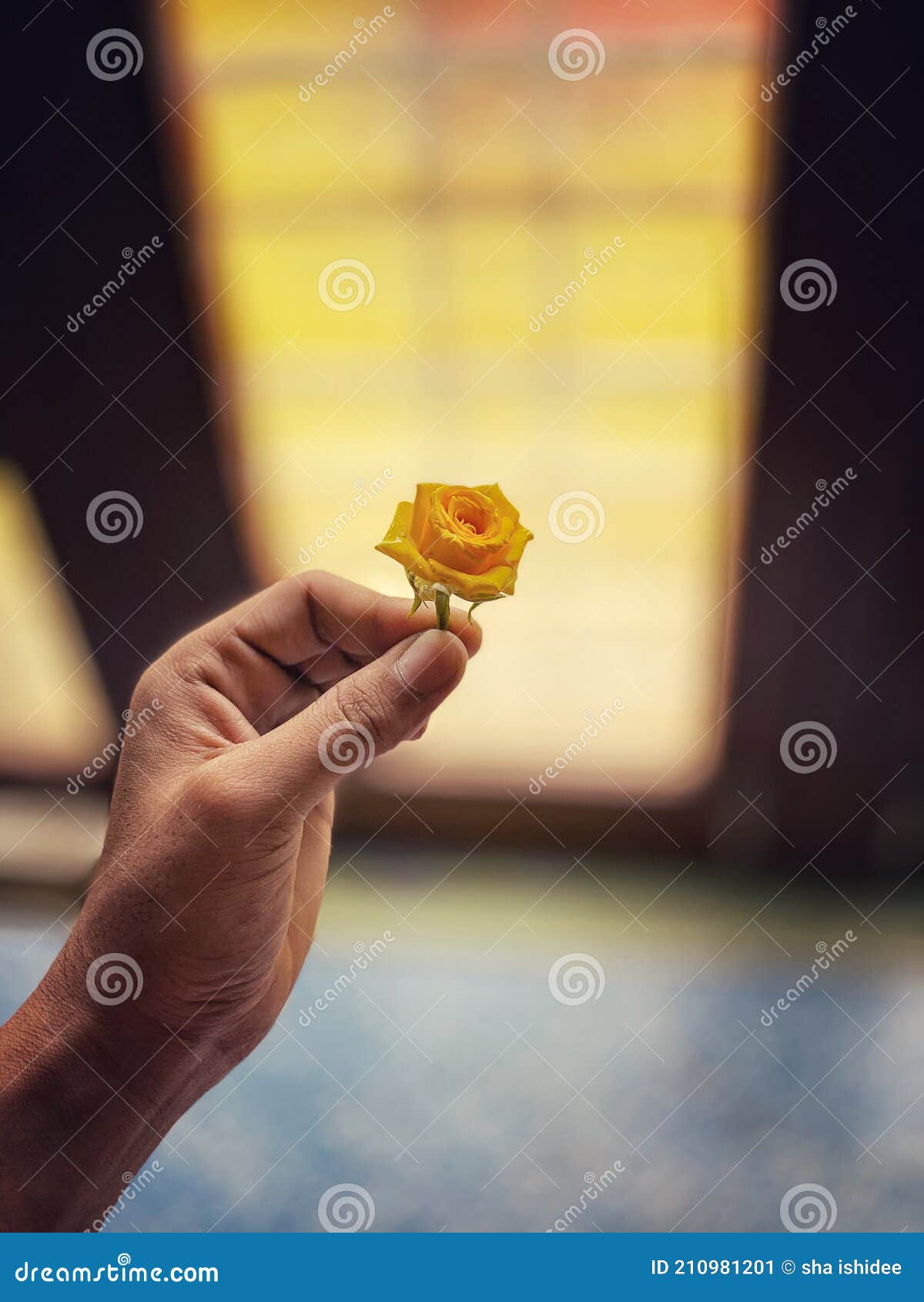 Flower holded by hand stock image. Image of hand, green - 210981201