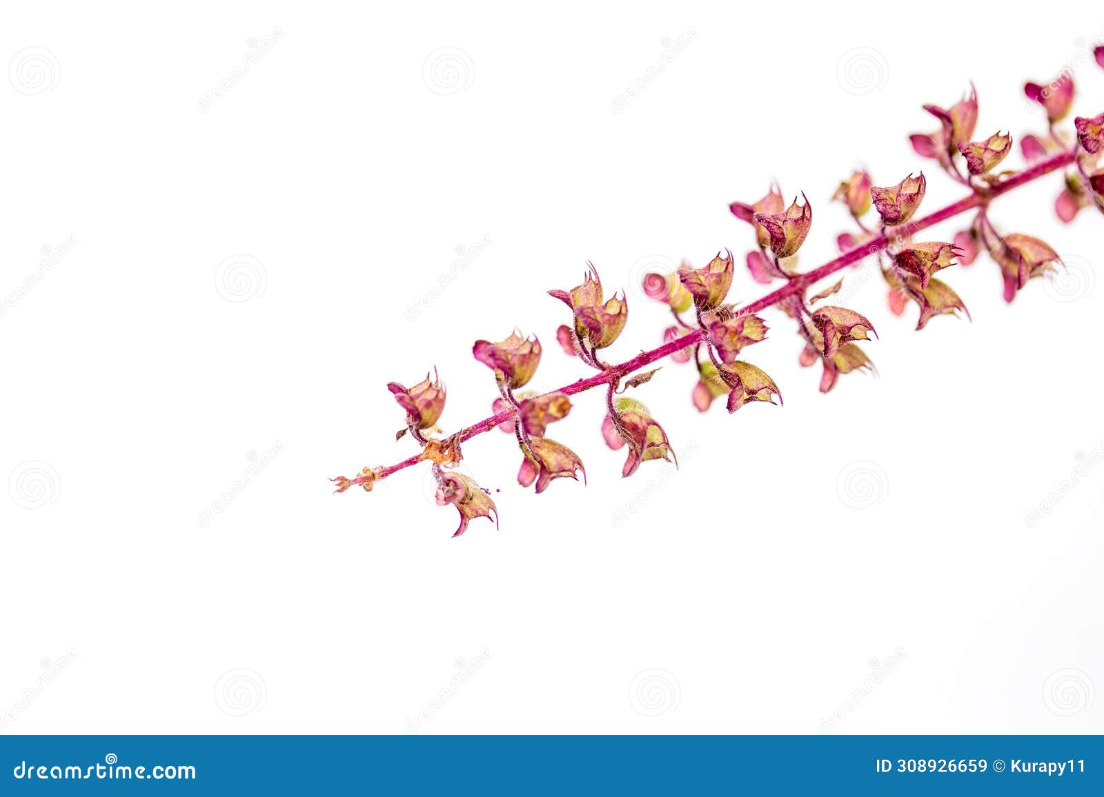 Flower Holy Basil,Ocimum Sanctum Isolate on White. Stock Image - Image ...