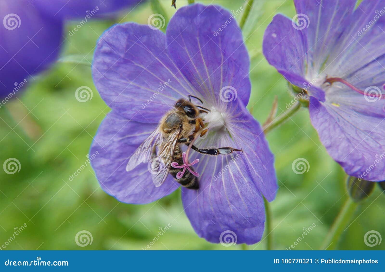 Flower, Honey Bee, Bee, Flora Picture. Image: 100770321