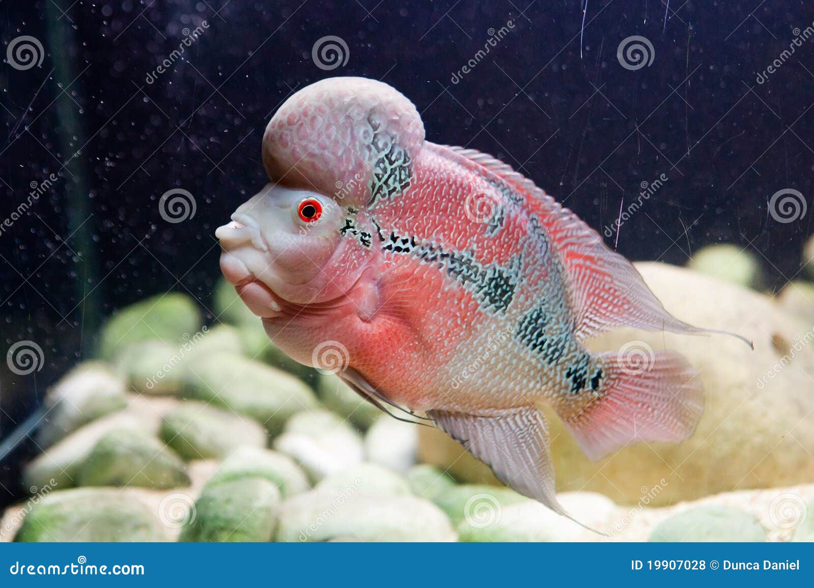 Flower horn fish stock photo. Image of wild, colorful - 19907028
