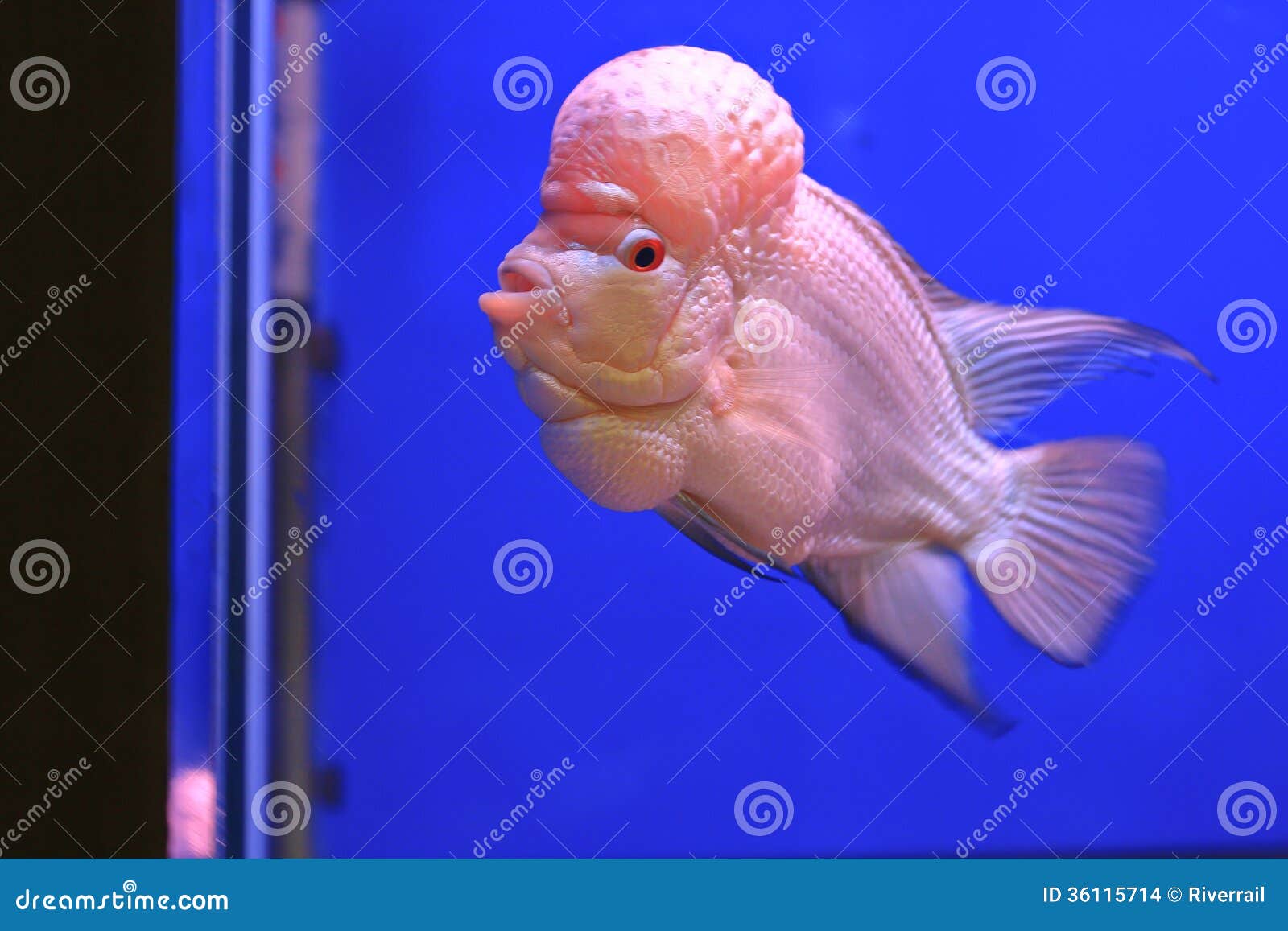 Flower horn fish stock photo. Image of pattern, aquatic - 36115714