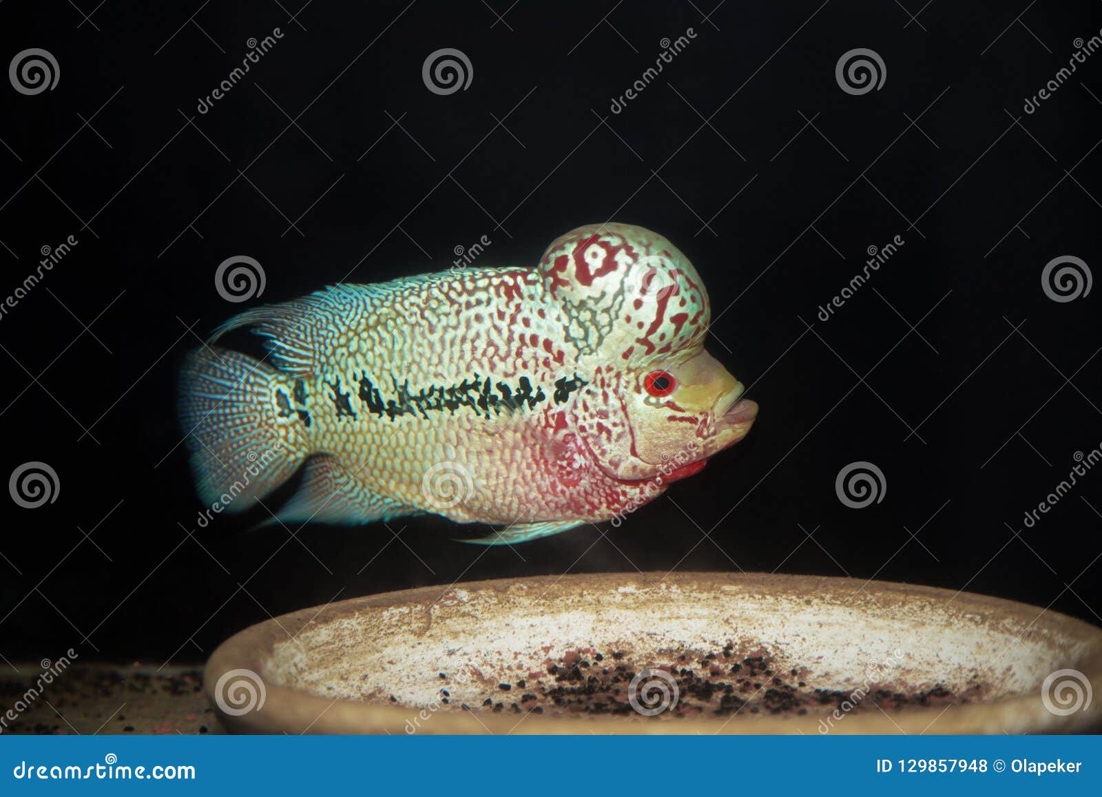 Flower Horn fish stock photo. Image of underwater, flowerhorn - 129857948
