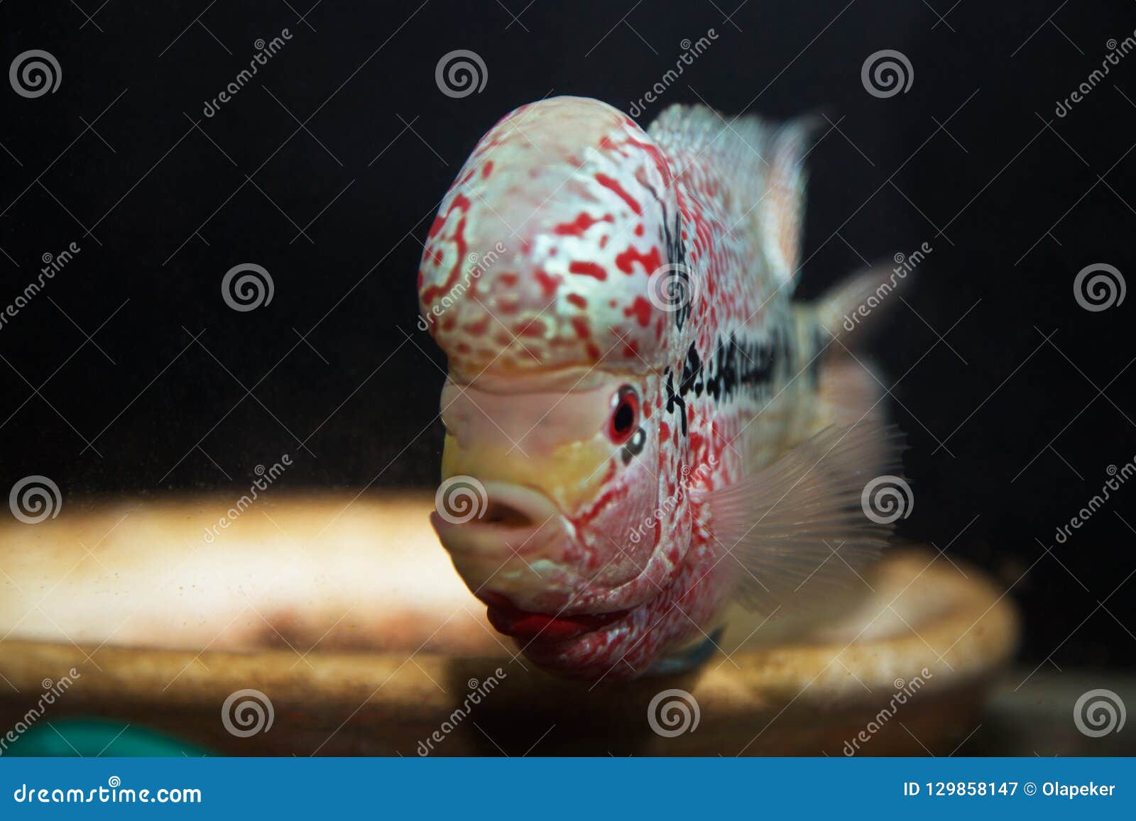 Flower Horn fish stock image. Image of flowerhorn, natural - 129858147