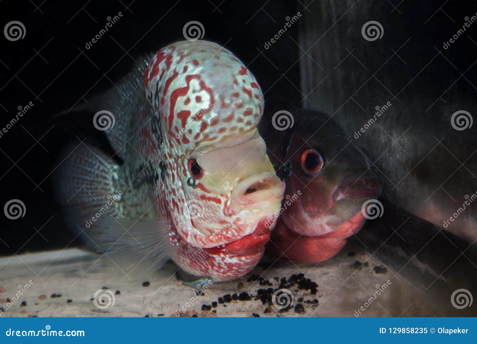 Flower Horn fish stock image. Image of fauna, luck, colorful - 129858235